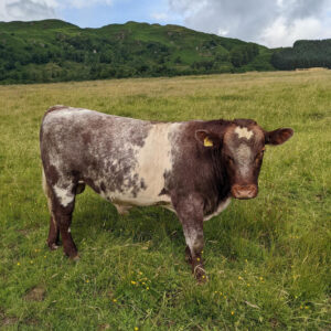Lake District Grass Fed Beef | Gowbarrow Hall Farm