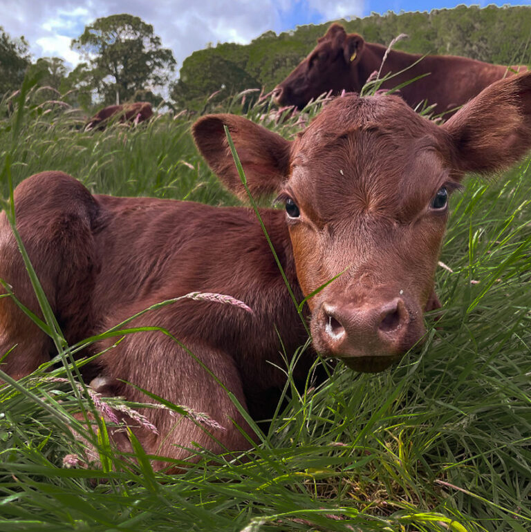 Lake District Grass Fed Beef | Gowbarrow Hall Farm