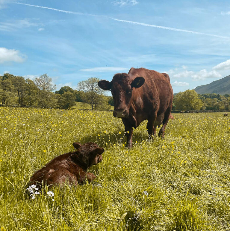 Lake District Grass Fed Beef | Gowbarrow Hall Farm